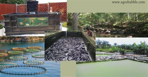 What Is The Best Pond For Catfish Agrobubble