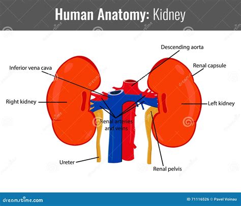 Anatomie Du Rein