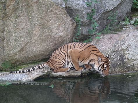 Free Images Water Animal Wildlife Zoo Predator Fauna Big Cat