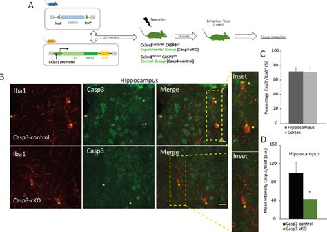 Casp3 Cko Mice Generation And Experimental Model Testing A Caspase 3