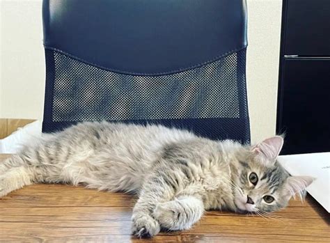 打ち合わせ始まるまでどうぞって猫が出てきた新手の猫ちゃん接待にどんな条件でも丸呑みすると歓喜の声が殺到まいどなニュース