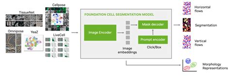 Advancing Cell Segmentation And Morphology Analysis With Nvidia Ai