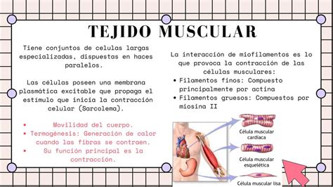 Tejido Muscular Mart Nez Zepeda Jaqueline Udocz