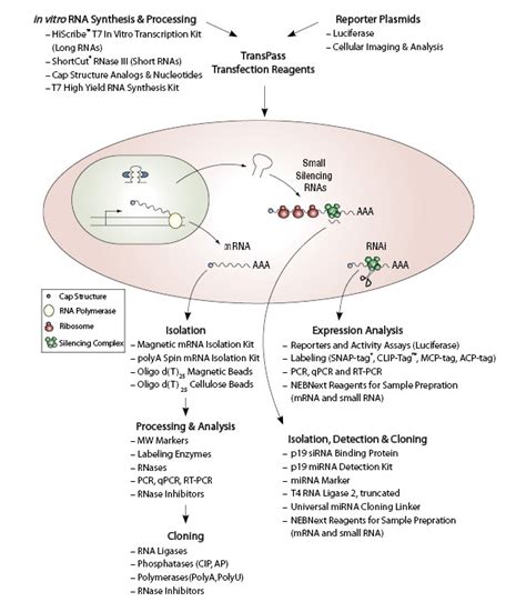 Rna Modification New England Biolabs