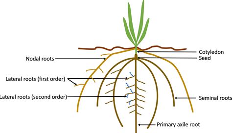 Lateral Roots Root Development And Abiotic Stress Adaptation
