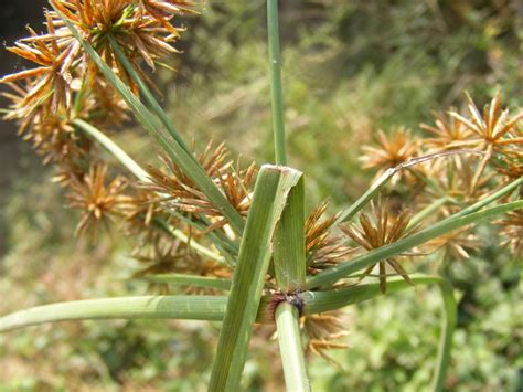 Cyperus Compactus Eflora Of India