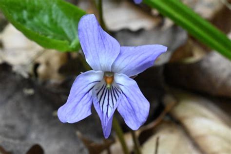 正面観です側花弁は無毛です
