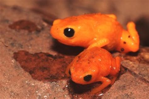 New Species Of Poisonous Glowing ‘pumpkin Toadlet Discovered