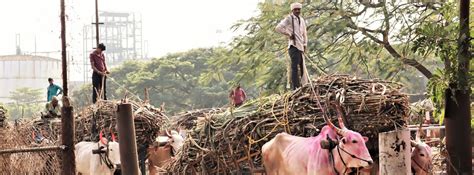 In Indias Ambitious Ethanol Plan Sugarcane Farmers Feel Theyve Got