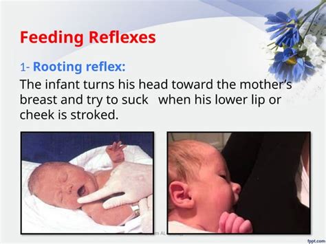 Reflexes Types Levels Testing Procedurespptx