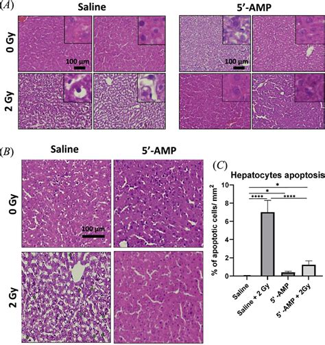 The 5′ Amp Administration In Rats Suppresses The Radiation Induced