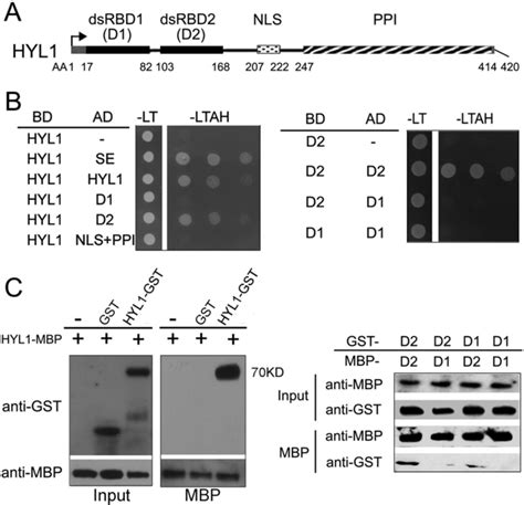 Homodimerization Of Hyl1 Through Dsrbd2 A Diagram Of Functional