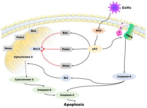 Roles Of P53 Mediated Hostvirus Interaction In Coronavirus Infection