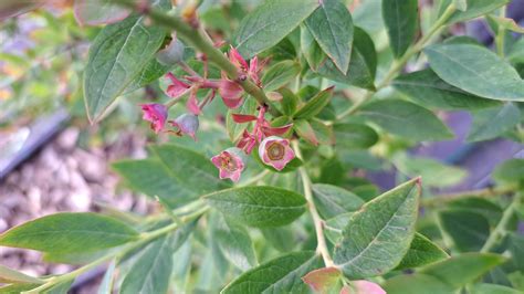 Proefcentrum Pamel Sluit De Deuren Eind 2025 Ccbt