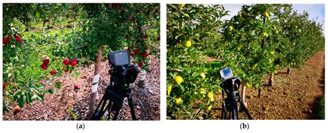 Sensors Free Full Text Apple Fruit Recognition Algorithm Based On Multi Spectral Dynamic