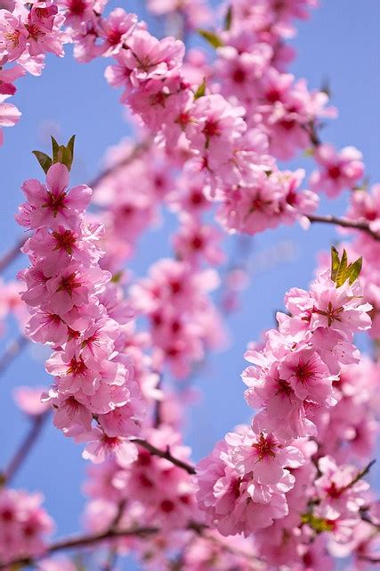 Cherry Blossom Portrait In Oxford