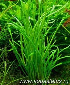 Лилаеопсис маклования (Lilaeopsis macloviana) (Справочник аквариумных ...