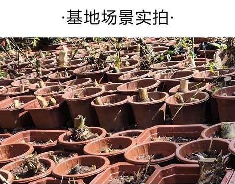 小叶簕竹花卉大全养不死簕竹老桩富贵竹绿植盆栽室内好养簕竹盆景 阿里巴巴
