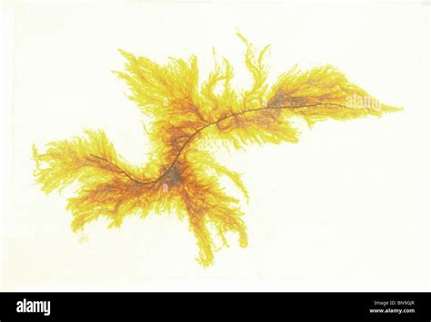 Ectocarpus Algae