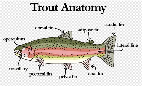 Trout Anatomy Rainbow Trout Digital Download Etsy