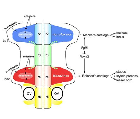 The Influence Of Mesoderm Ectoderm And Endoderm On The Axial Identity
