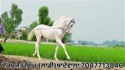 ਬਾਈ ਨੇ ਵਸ਼ੇਰੇ ਦਾ ਅੱਜ ਜਨਮ ਦਿਨ ਮਨਾਇਆ ਤੁਸੀ ਵੀ ਦੇਉ ਵਧਾਈਆ ਇੱਕ ਬਾਈ ਕੋਲ ਨੁਕਰੀ