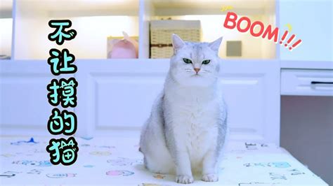 小猫咪不让摸不让抱，也不接近其他小猫咪，知道真相后哭笑不得【七宝小圆子】 Youtube