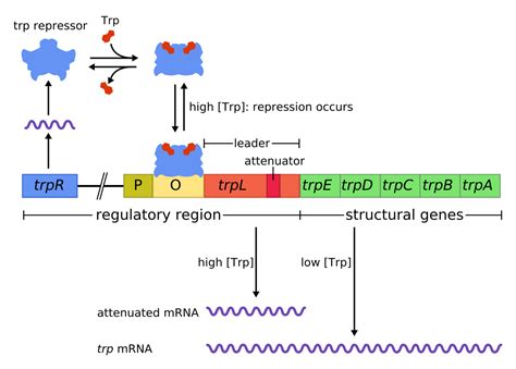 Diagram Of Lac Operon