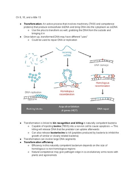 Lecture 24 Genetics Of Bacteria And Archaea Horizontal Gene Transfer