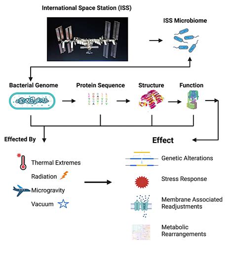 Adaptation To Space Conditions Of Novel Bacterial Species Isolated From The International Space