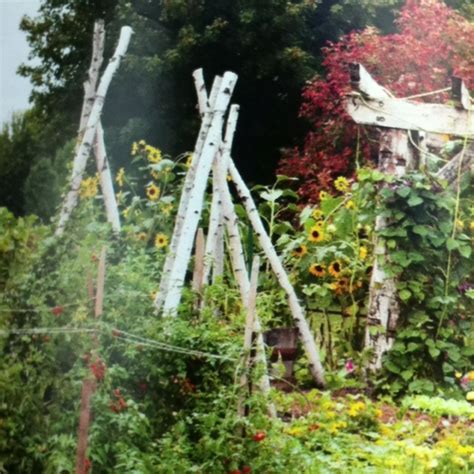 Birch Trellis For Garden Outdoor Inspiration