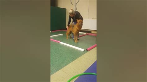 Proprioceptive Track Canine Rehabilitation Youtube