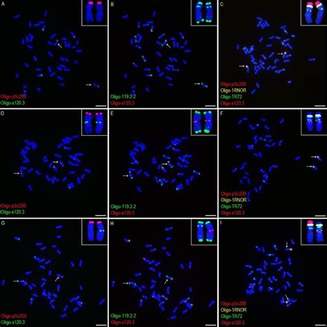 Nd Fish Analysis Of Root Tip Metaphase Chromosomes Of Line 20t401