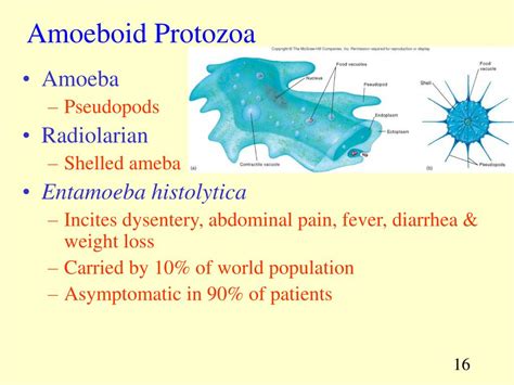 Ppt Protozoa Slime Molds And Helminths Powerpoint Presentation Id