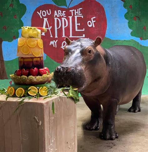 Fiona The Hippo Celebrates Her 4th Birthday With A Giant Fruit Cake At