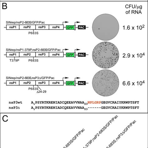 Mutations In Nsp2 And Other Nsps Synergistically Affect The