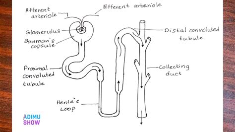 Simple Labelled Diagram Of Nephron Class Draw A Labeled Diagram Of My Xxx Hot Girl