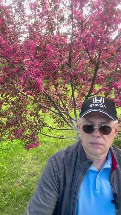 Сакура цвететсакурапобедаяблонивцветунедвижимость Youtube