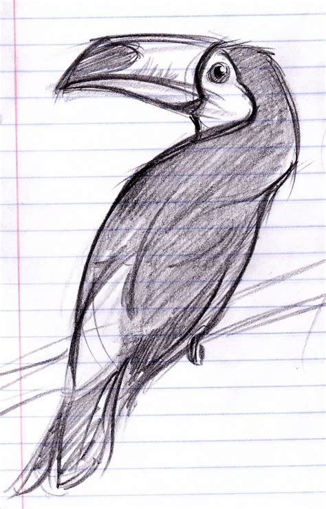 The Penguin Doodler Quick Toucan Sketch Cool Art Drawings Art