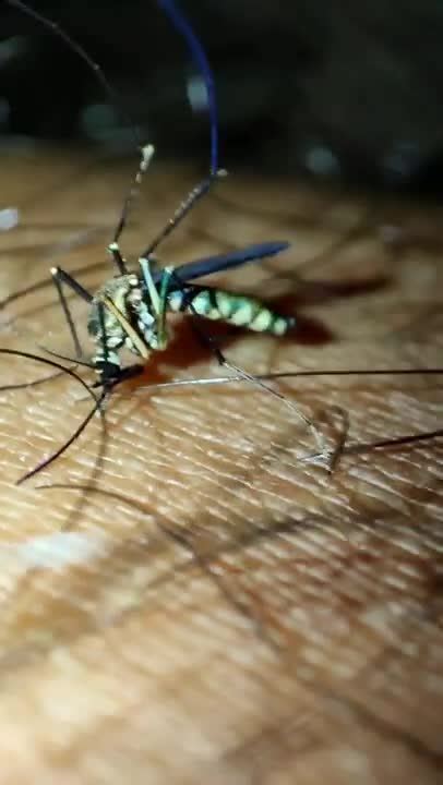 Muhammad Waqas On Linkedin Mosquitoes Feedinghabits Nervoussystem