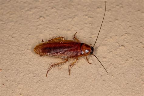 Get Cockroach Fumigation Schedule Service Today