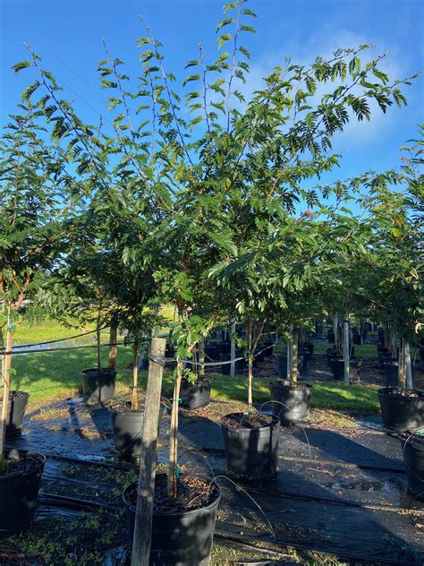 Lychee Tree Nursery Plant List Please Call Or Stop By For Current Availibility And Prices