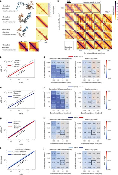 Loop Extrusion Generally Slows Down Polymer Motion A Representative
