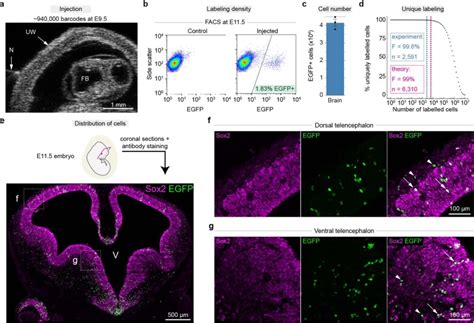 Clonal Relations In The Mouse Brain Revealed By Single Cell And Spatial