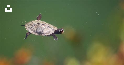 A Small Turtle Swimming In A Pond Of Water Photo Free Tenerife Image