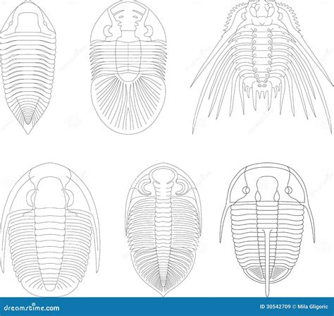 Trilobite Fossil Diagram