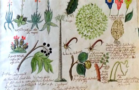 Ignacio Tirsch El Jesuita Que Dibujó La Antigua California Culco Bcs