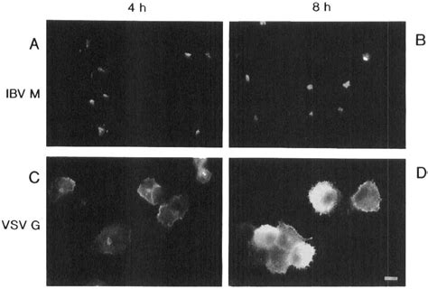 Indirect Immunofluorescence Staining Of Vaccinia Infected Bhk Cells