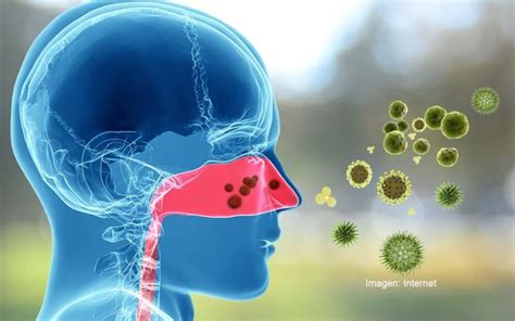 ¿sabías Que La Rinitis Alérgica Afecta A Casi La Mitad De La Población