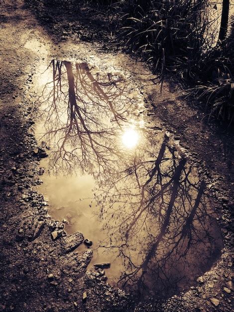 Premium Photo Sun Reflecting In Puddle